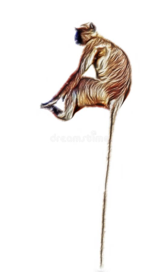 Monkey Hanging Tail White Background Stock Illustrations – 370 Monkey ...