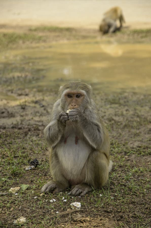 Sitting of monkey stock image. Image of green, creature - 57598829