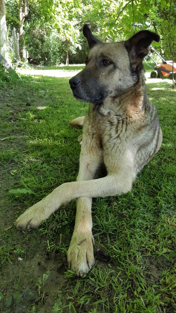 The sitting of a noble dog stock photo. Image of pets - 173421574