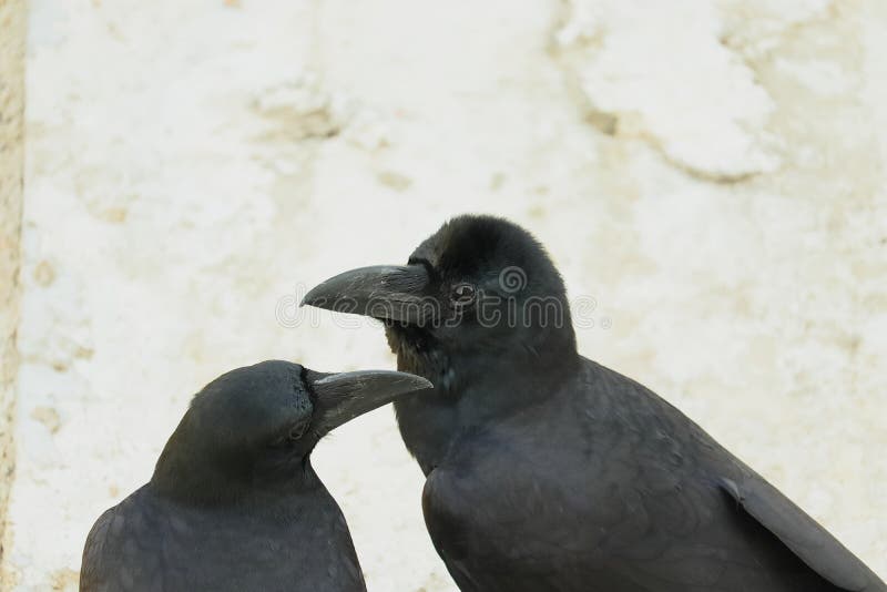 Sitting Outside Portrait of Couple Raven Stock Photo - Image of nature ...