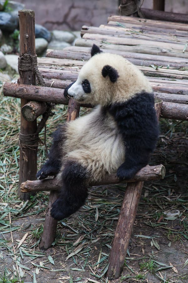 A Sitting Panda stock photo. Image of black, china, white - 47604128