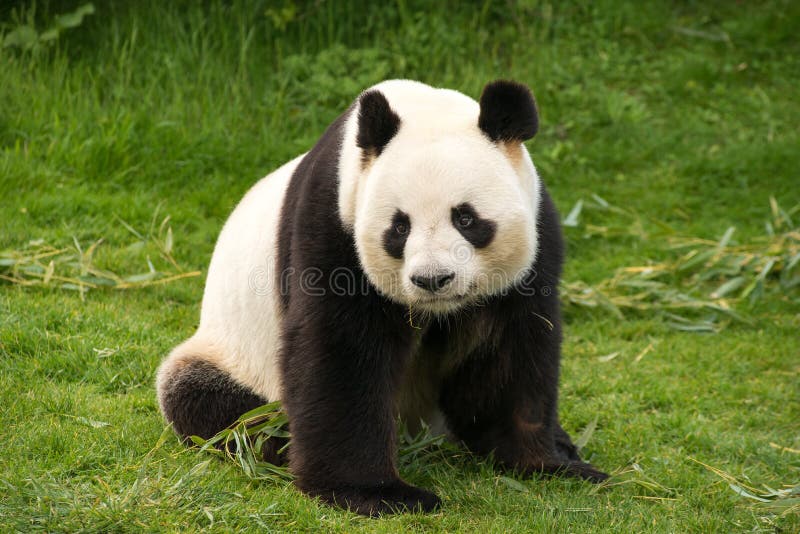 Dog staring stock photo. Image of hound, face, portrait - 46089774