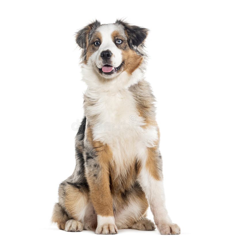 Blue Merle Australian Shepherd Panting Mouth Open Facing at the Camera ...