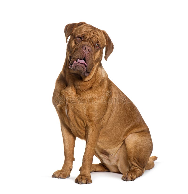 Sitting and Panting Dogue De Bordeau, Isolated on White Stock Photo ...