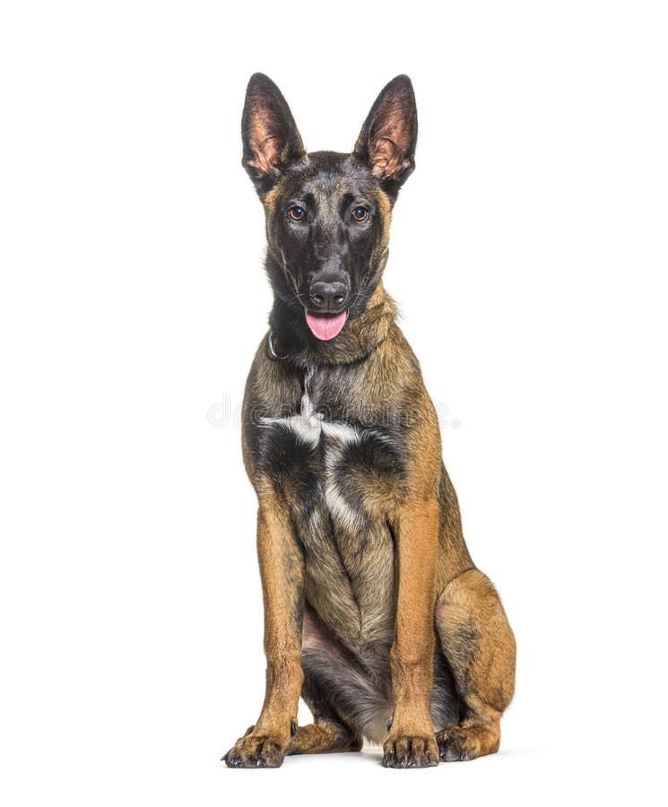 Sitting Panting Malinois Dog, Isolated on White Stock Photo - Image of ...