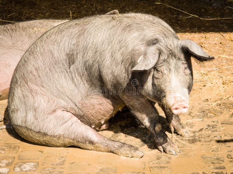 Sitting pig stock image. Image of clean, farm, idyllic - 30267343