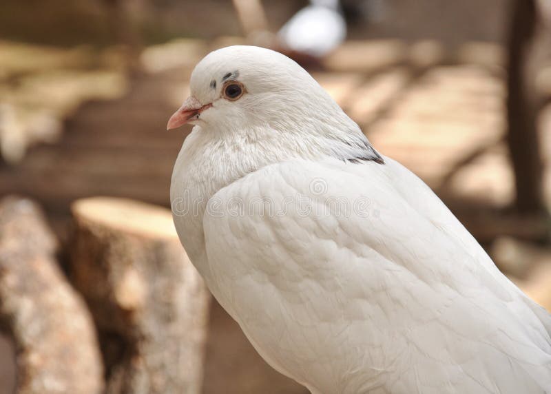Sitting Pigeon Closeup.Close-up Shot. Stock Image - Image of wings ...