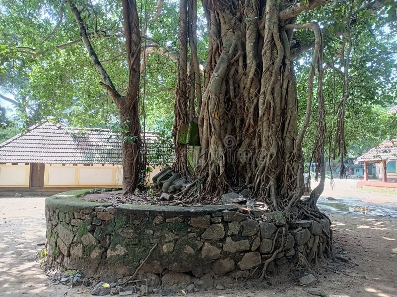Sitting Place Under Baniyan Tree (aalthara) in Keral Stock Photo ...