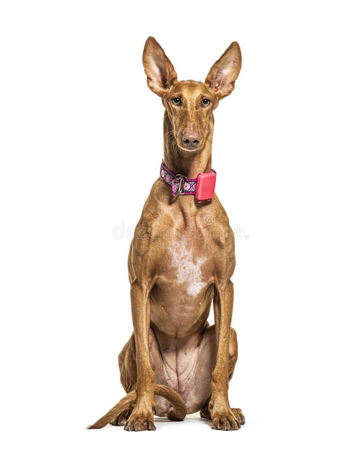 Sitting Podenco Wearing a Collar, Isolated Stock Photo - Image of ...