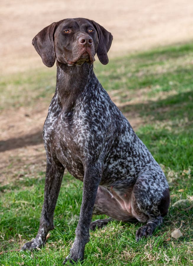 Sitting and Posing German Short Hair Pointer at the Park Stock Photo ...