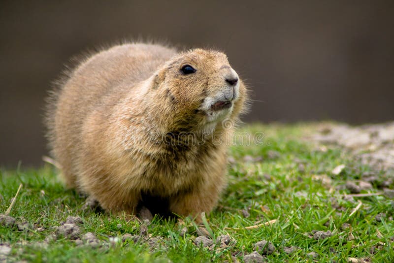 Fat Prairie Dog Sitting on the Ground Stock Photo - Image of cute ...