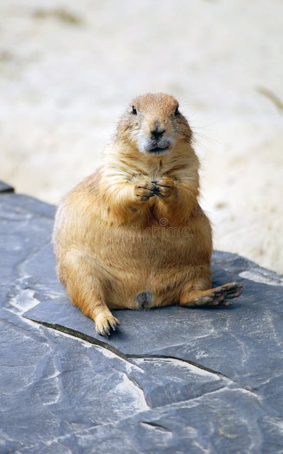Sitting Prairie Dog on a Rock Stock Photo - Image of eating, prairie ...