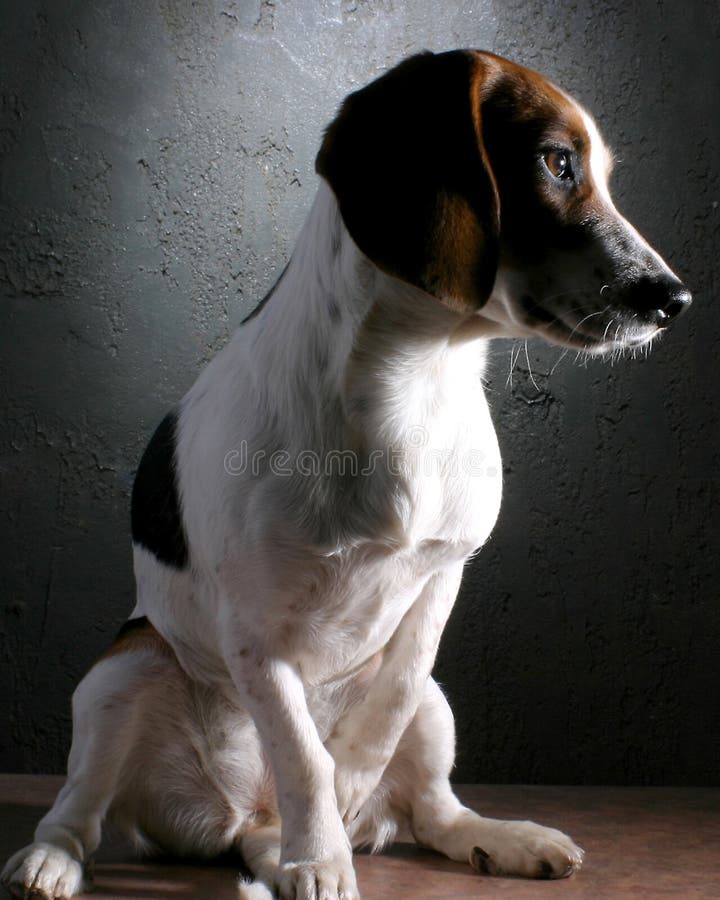 Sitting pretty stock image. Image of furry, pets, black - 263951