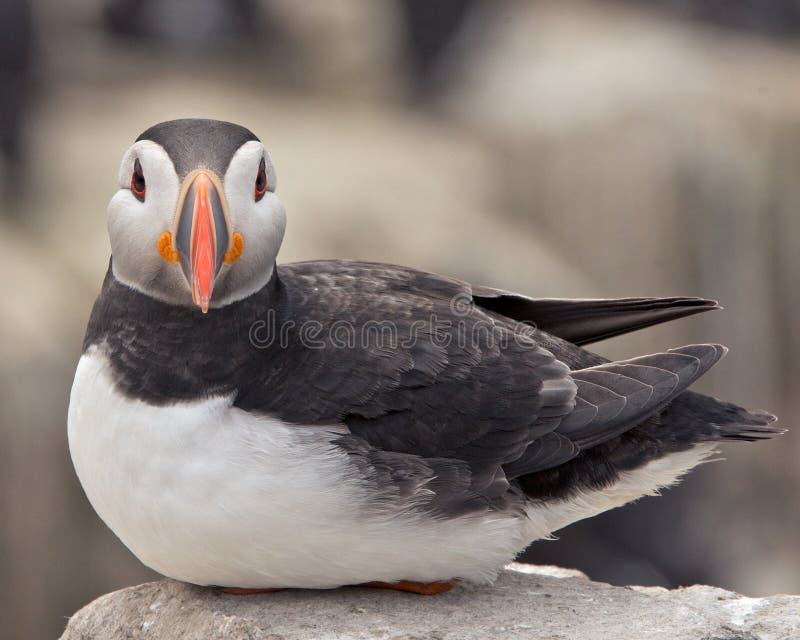Sitting Puffin stock image. Image of birds, nature, atlantic - 31629293