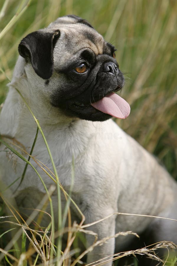 Drooling dog stock photo. Image of salivate, mouth, drooling - 42002904