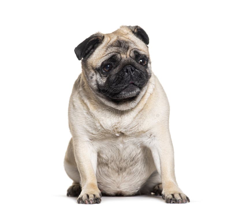 Sitting Pug Looking Away, Isolated on White Stock Image - Image of ...