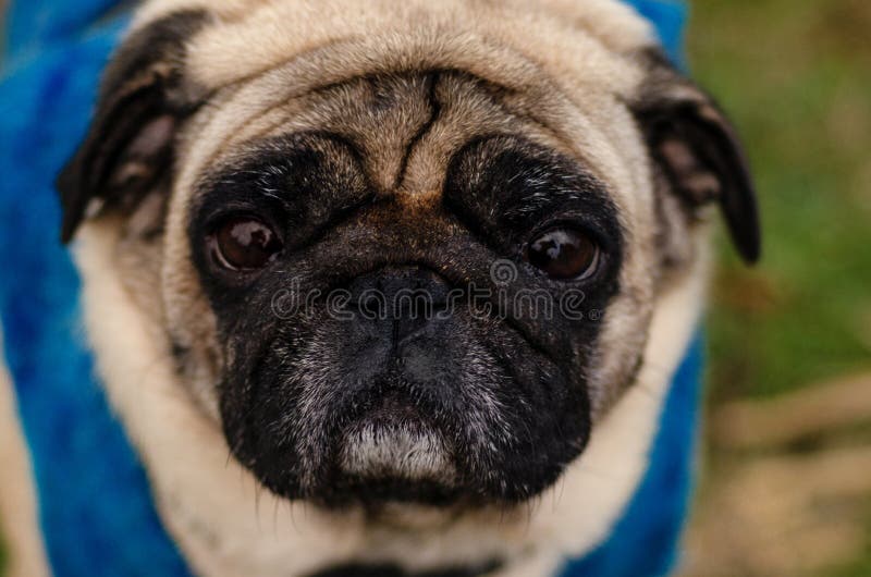 Sitting Pug with Soft Shadow Stock Photo - Image of eyes, focus: 99174800