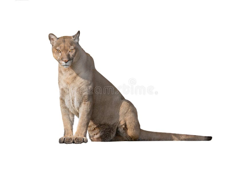 Puma Isolated on White Background Stock Photo - Image of felidae ...