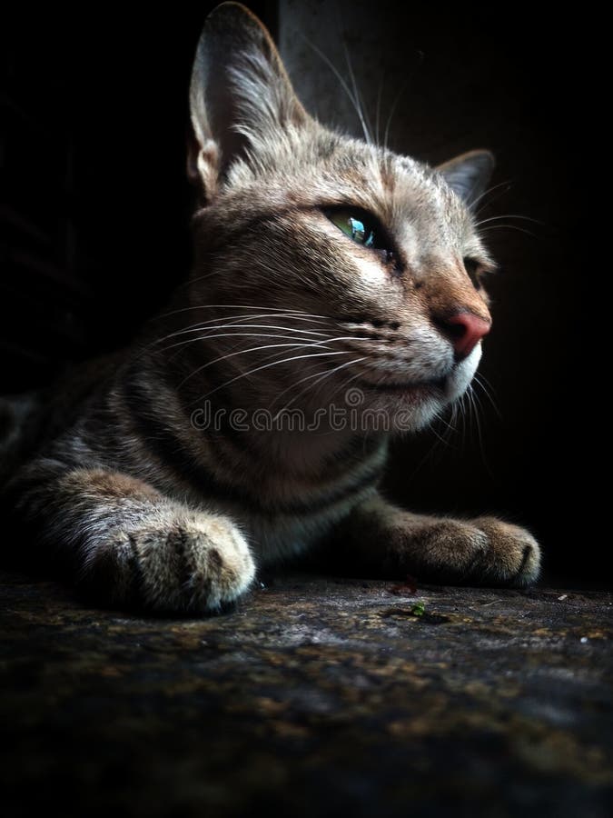 Imagecat Stock Photos - Free & Royalty-Free Stock Photos from Dreamstime