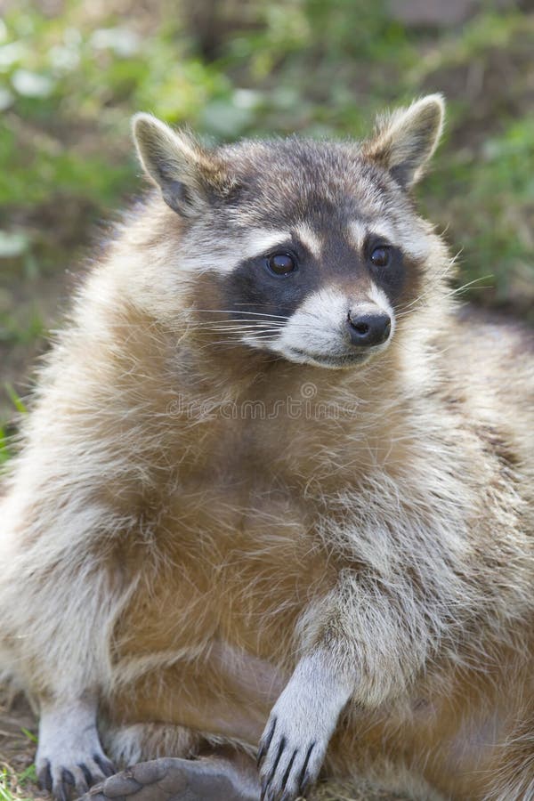 Sitting raccoon stock image. Image of mascot, bandit - 51402797