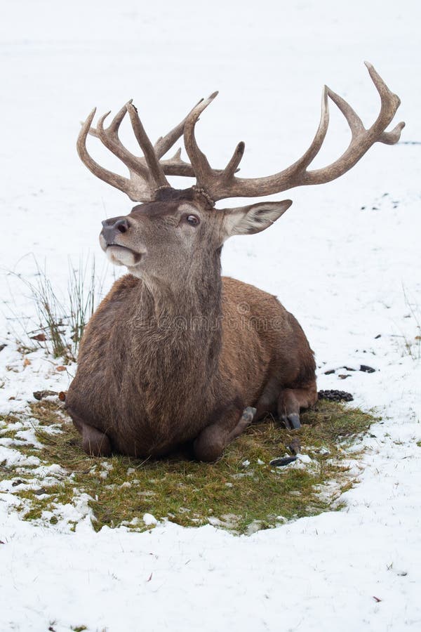 Great Adult Noble Red Deer with Big Beautiful Horns on Snowy Field on ...