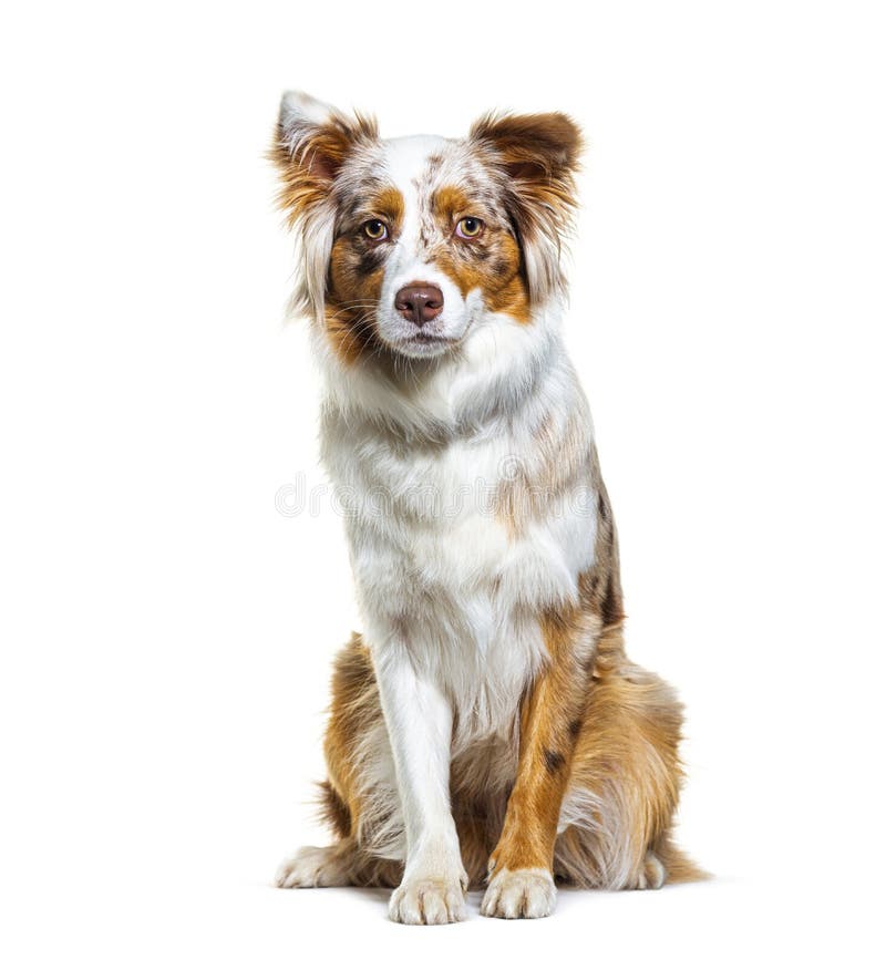 Red Merle Australian Shepherd Mix