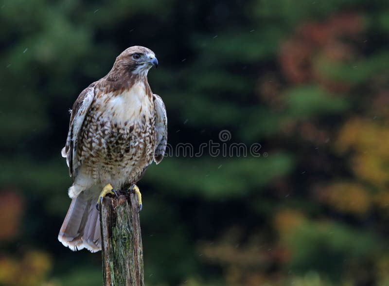 Red-tailed Hawk Face stock image. Image of chickenhawk - 31510705