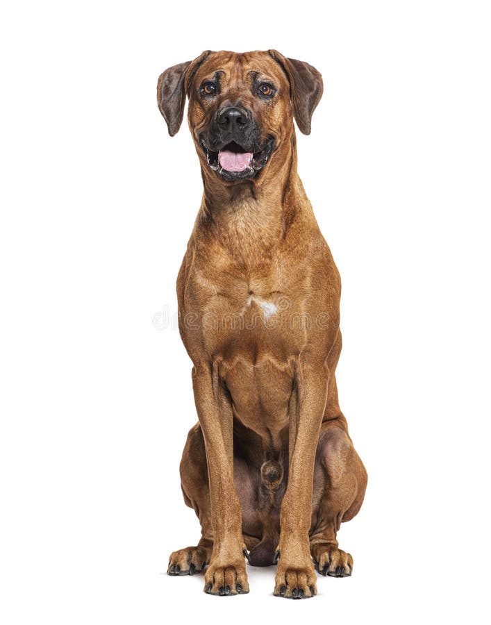 Sitting Rhodesian Ridgeback Dog Panting, Isolated on White Stock Image ...