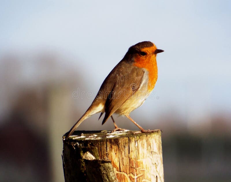Sitting Robin stock photo. Image of wildlife, feather - 53392292