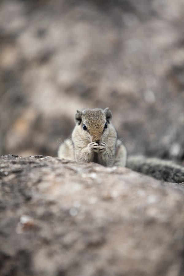 Eastern Chipmunk With Full Cheeks In Forest Stock Photo - Image of bark ...