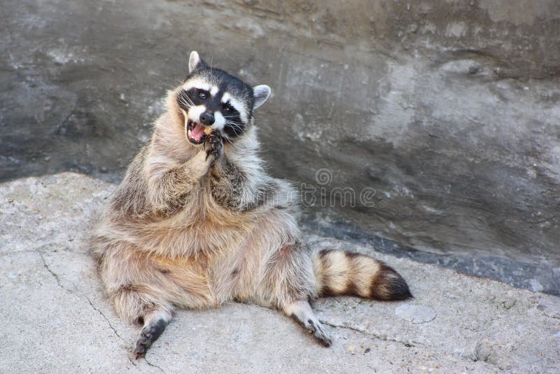 Sitting On The Rock Raccoon Stock Photo - Image of animals, teeth: 15805658