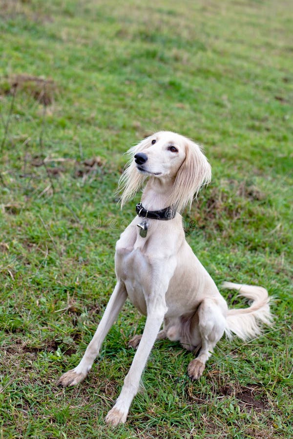 Sitting saluki stock photo. Image of grass, nature, training - 28101252