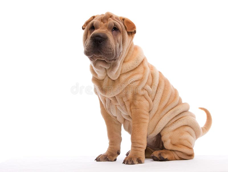 Shar Pei Puppy S Face, Isolated on White Stock Photo - Image of sharpei ...