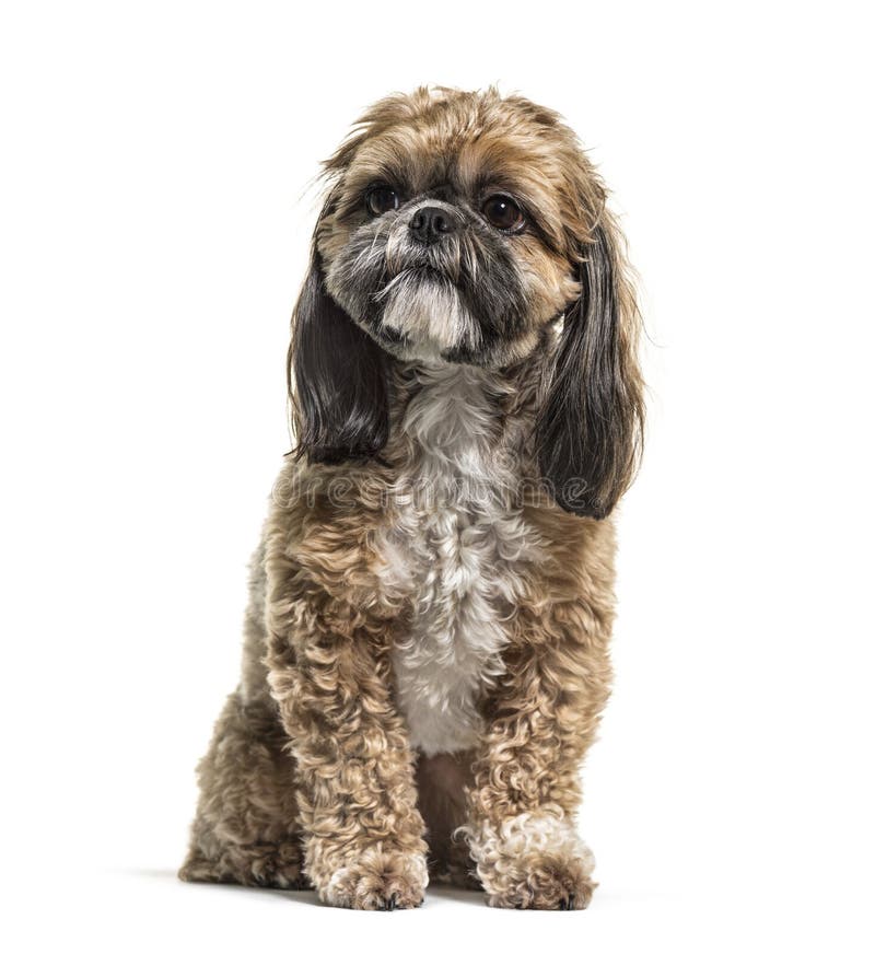 Sitting Shih Tzu Dog, Isolated Stock Photo - Image of carnivore ...