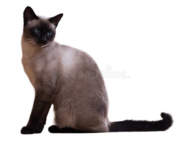 1,370 Siamese Cat Sitting Isolated White Stock Photos - Free & Royalty ...