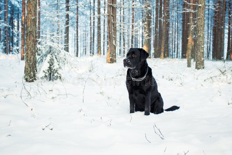 432 Black Lab Snow Stock Photos - Free & Royalty-Free Stock Photos from ...