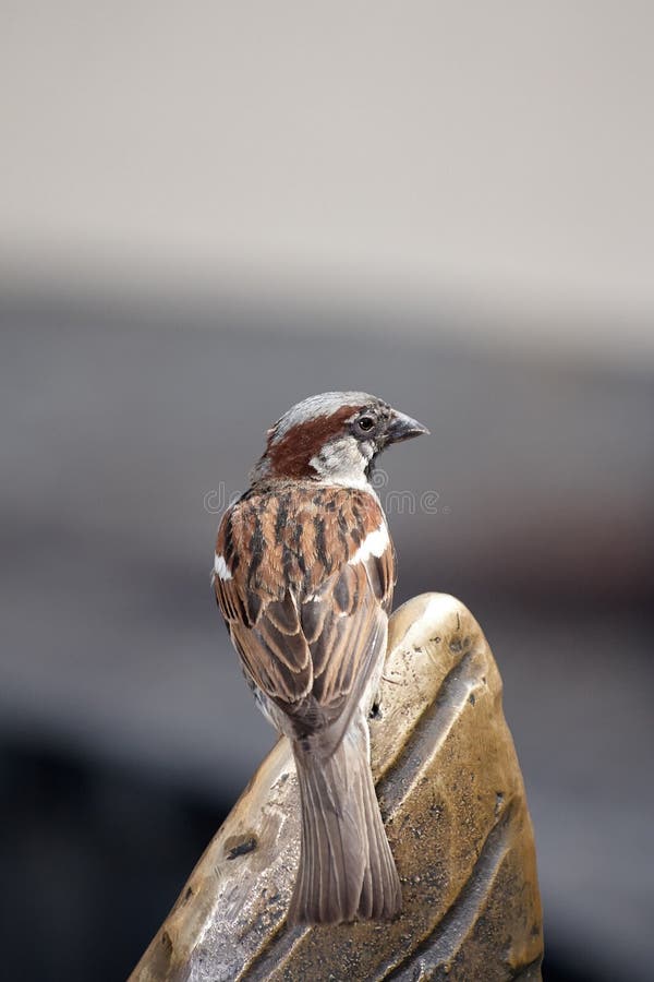 Sitting sparrow in nature stock photo. Image of sparrow - 139367366