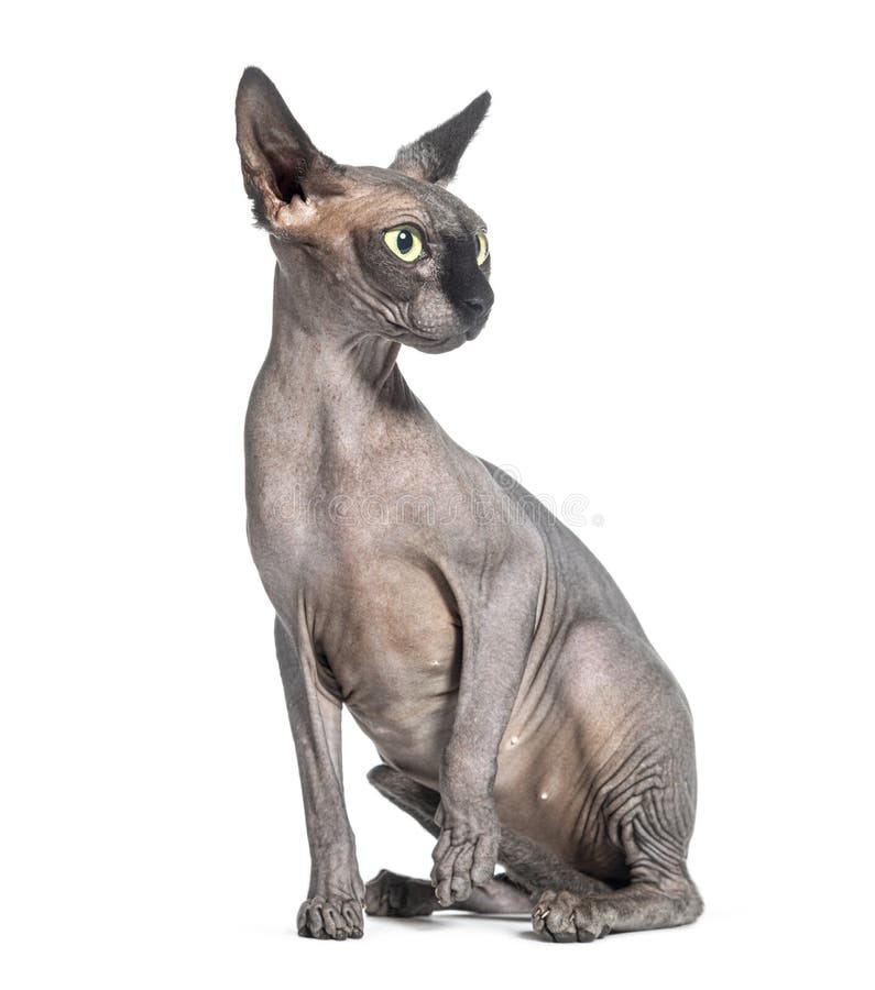 Sitting Sphynx Cat Looking Away, Isolated on White Stock Photo - Image ...