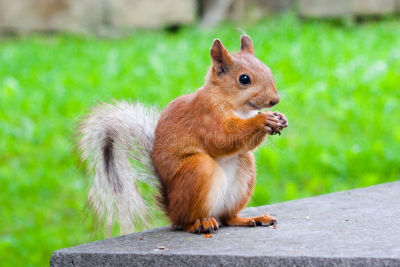 Young Fox Squirrel stock image. Image of cheerful, cute - 33750515