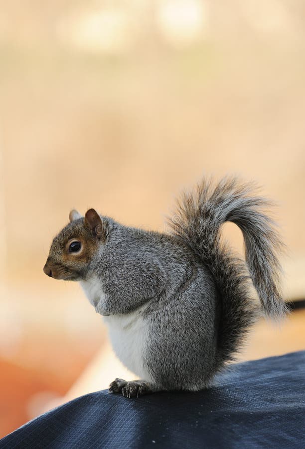 Sitting squirrel stock photo. Image of friendly, dark - 7169466