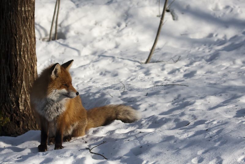 Sitting in the sunshine stock photo. Image of cold, winter - 37225224