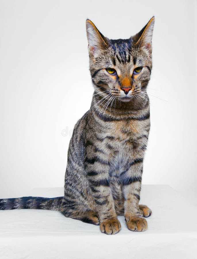 Sitting Tabby Cat on a River Bank with Defocused Background Stock Image ...