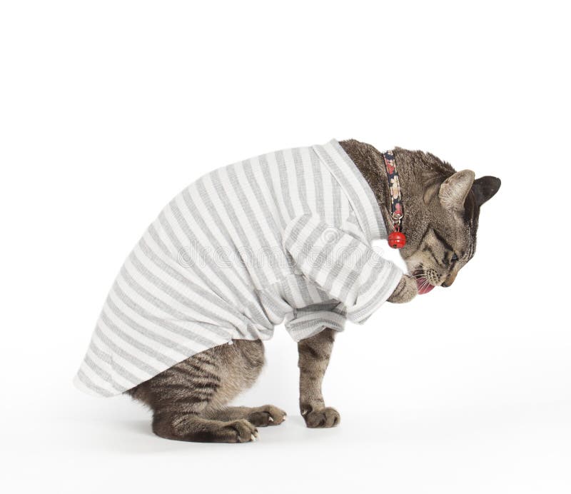 Sitting Tabby Cat Pet Licking Hand Stock Photo - Image of grey, breed ...