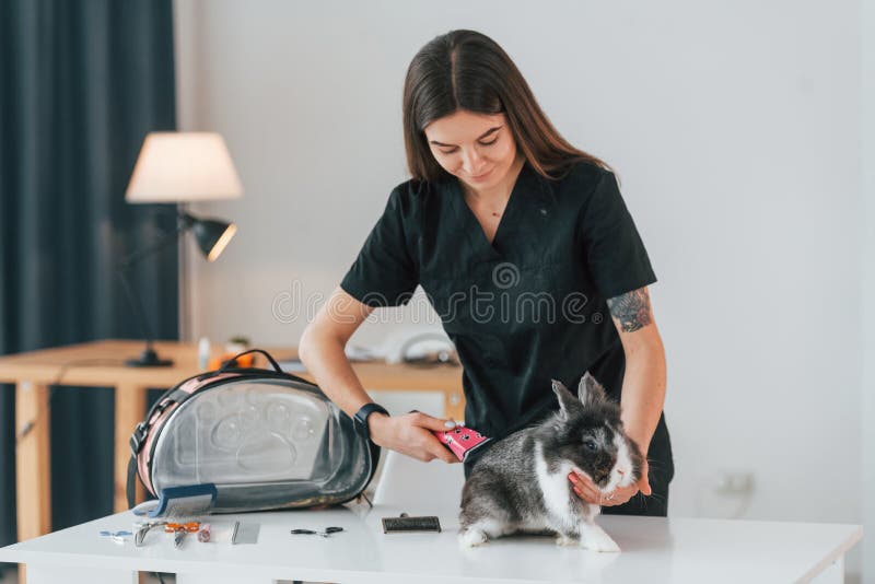 Sitting on the Table. Cute Little Rabbit is in the Grooming Studio ...