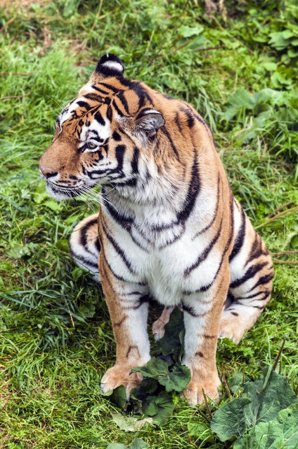 Sitting tiger stock photo. Image of orange, black, danger - 81123116