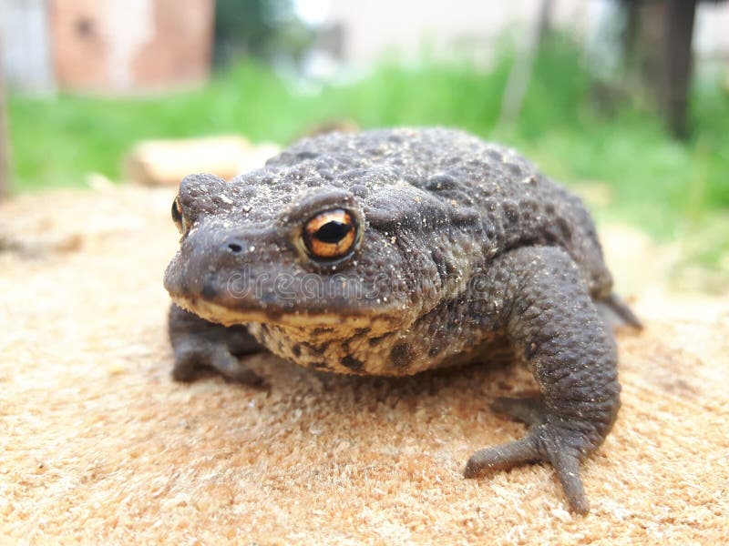 Sitting toad stock photo. Image of poland, kamosowo, sitting - 98310056