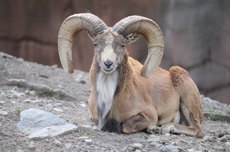 Transcaspian Urial Ram Stock Photos - Free & Royalty-Free Stock Photos ...