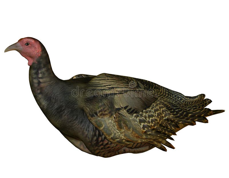 Sitting turkey stock illustration. Illustration of america - 28507361