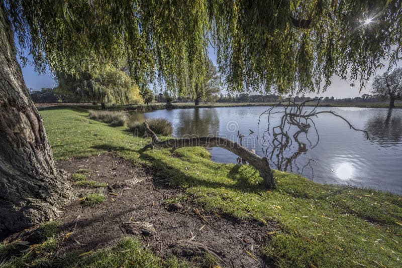 Under the Shade of the Willow Tree Stock Image - Image of hanging ...