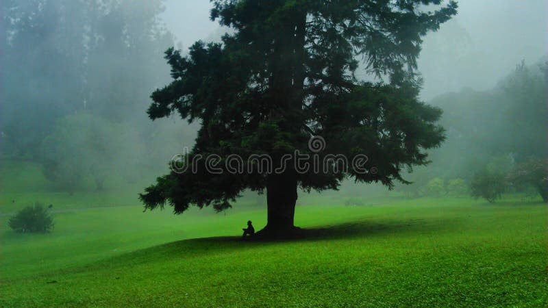 Sitting under the tree stock photo. Image of green, landscape - 287065586
